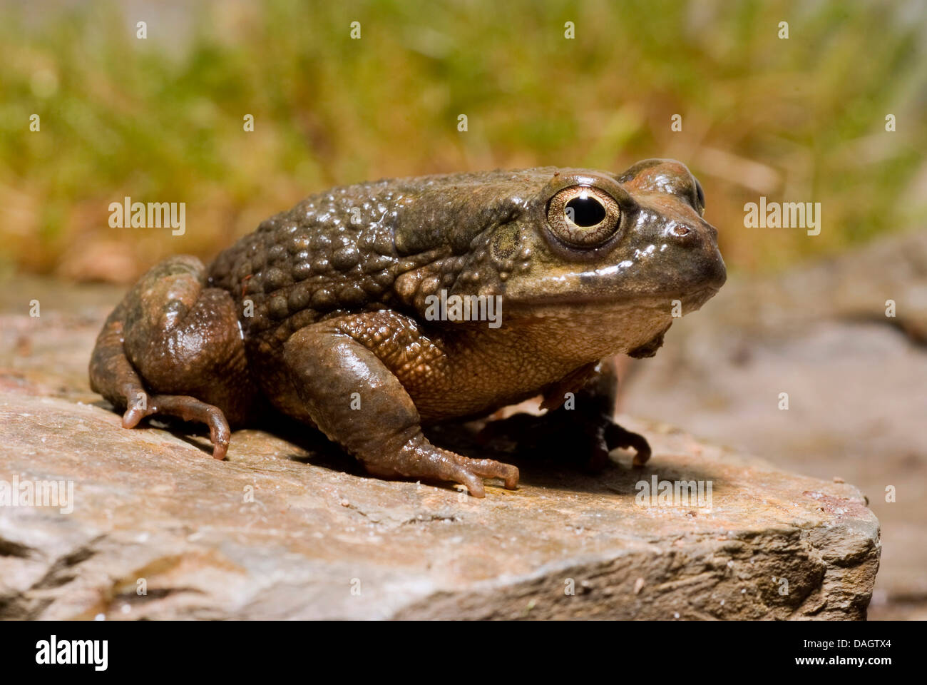 Dhofar toad (Bufo dhufarensis), on a stone Stock Photo - Alamy