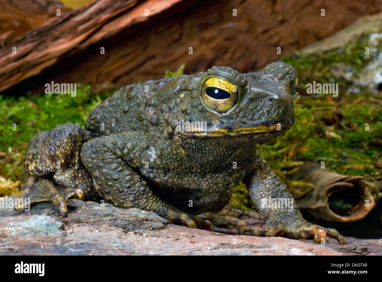 Java toad, Asian Giant Toad (Bufo asper), on a stone Stock Photo - Alamy