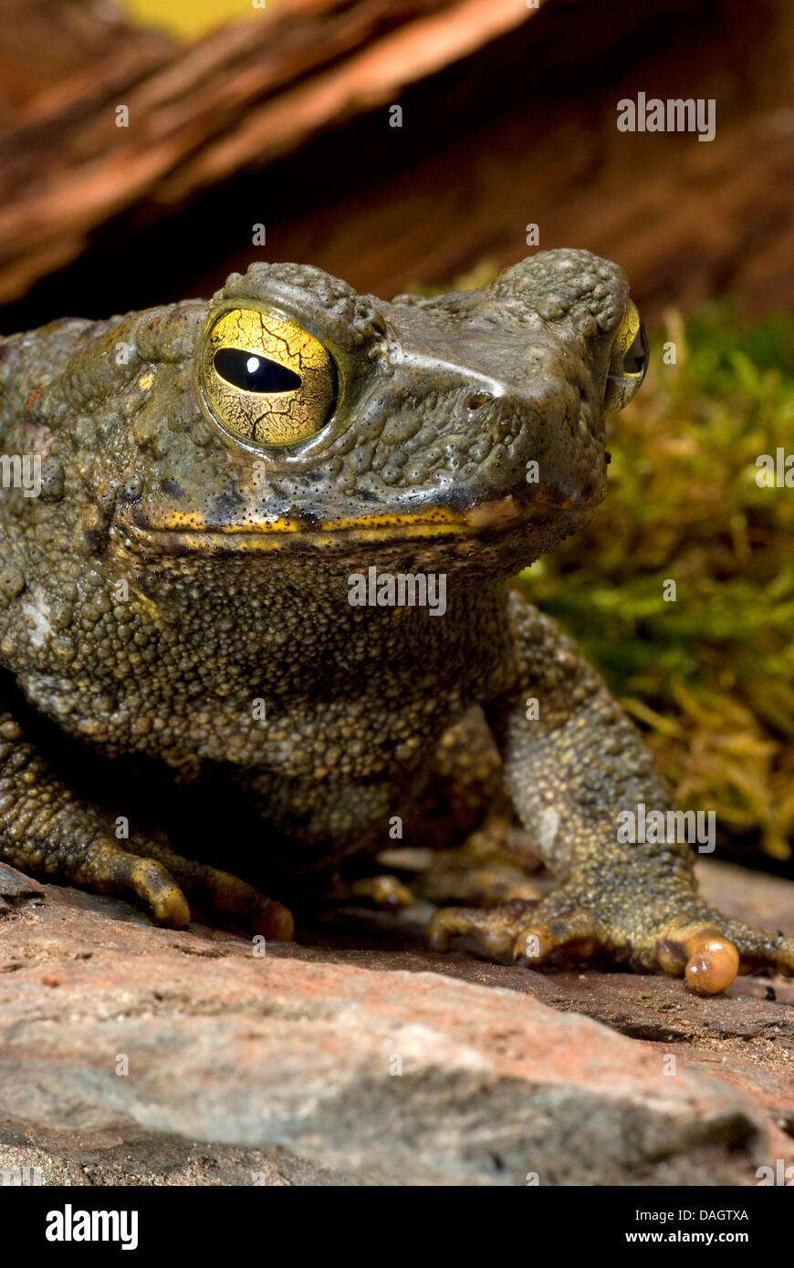 Asian giant toads hi-res stock photography and images - Alamy