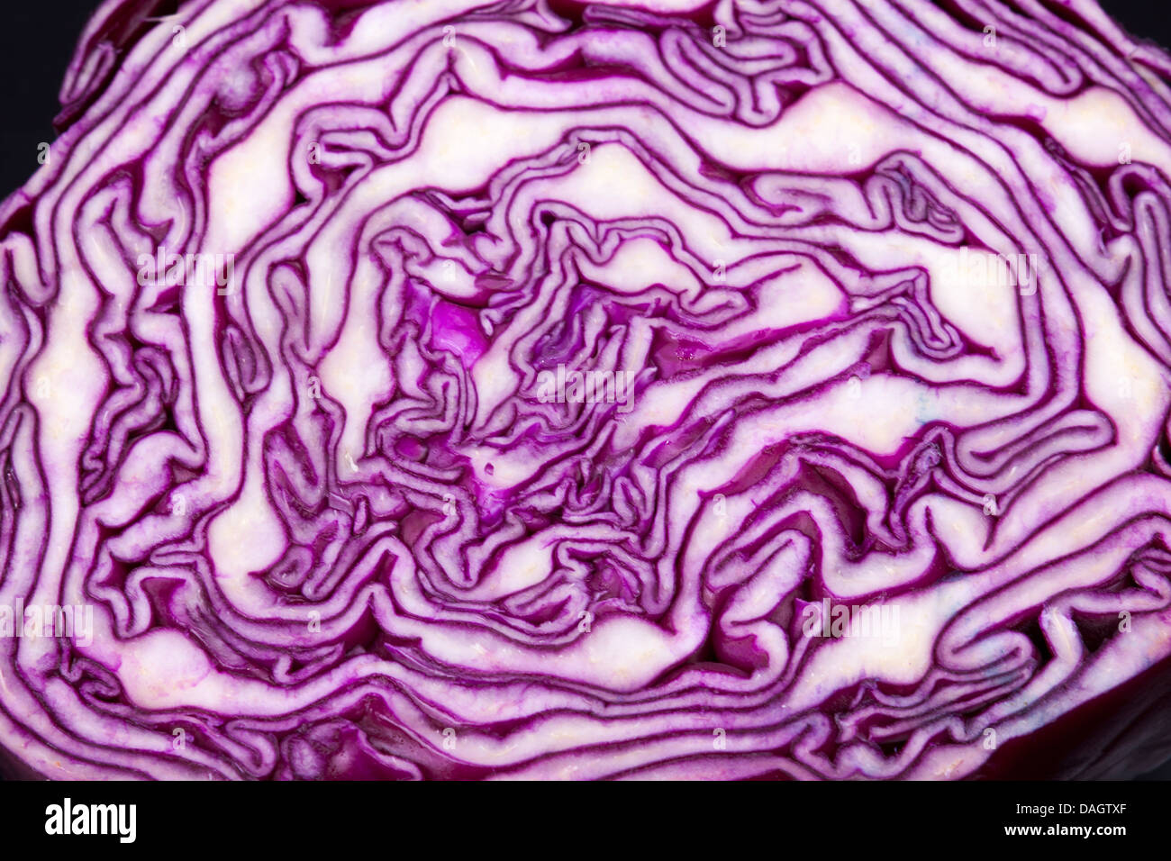 close - up photo of red cabbage Stock Photo - Alamy