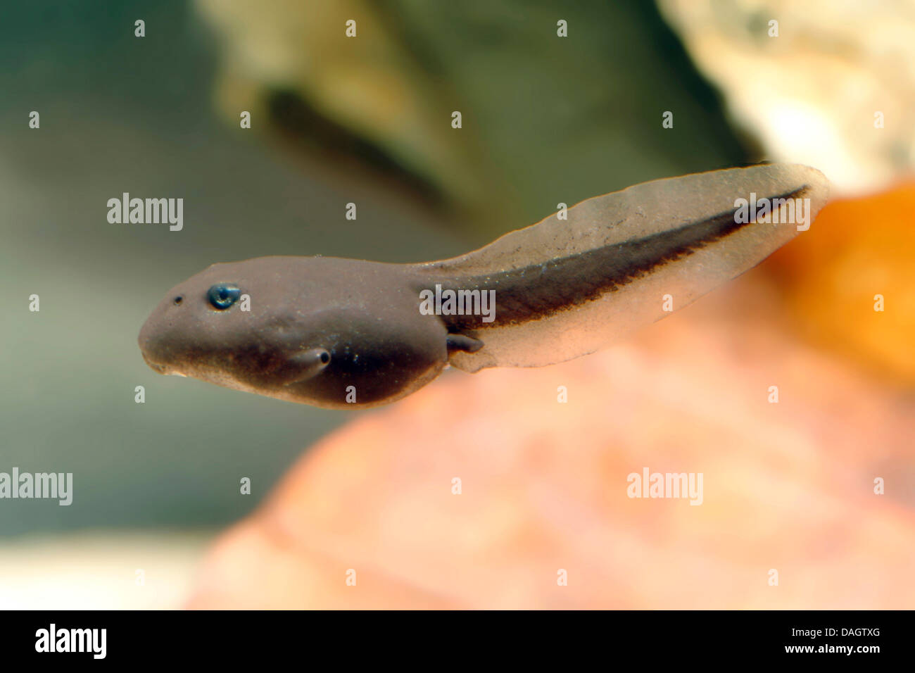 European common toad (Bufo bufo), pollywog swimming , Germany Stock ...