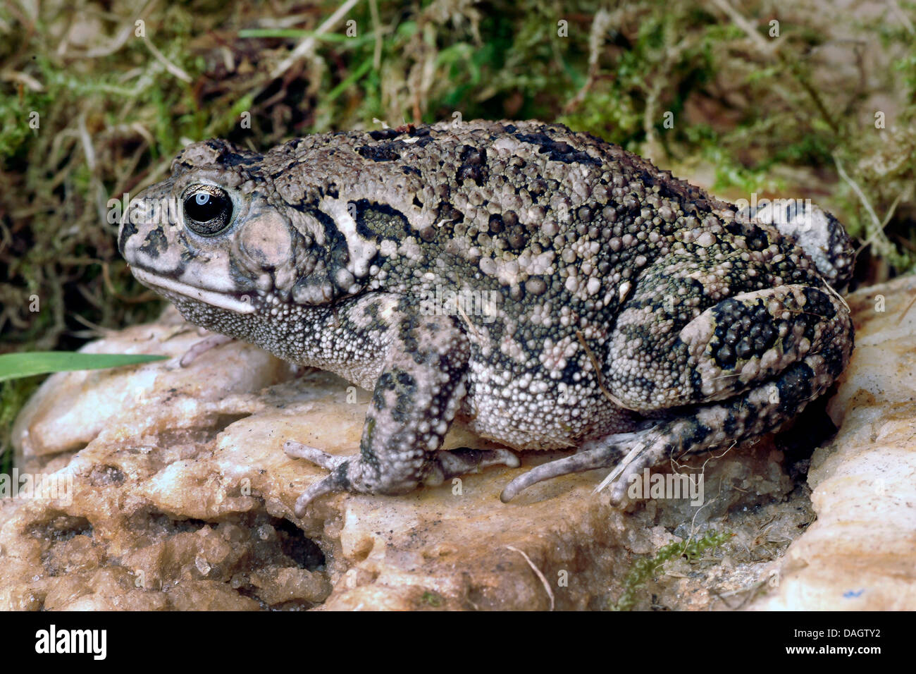Guttural toad (Bufo gutturalis), on a stone Stock Photo - Alamy
