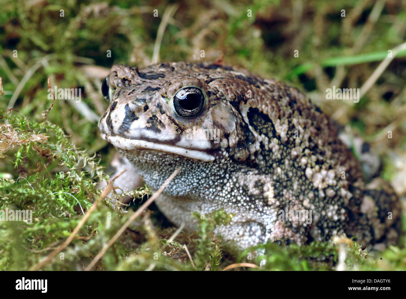 Guttural toad (Bufo gutturalis), on moss Stock Photo - Alamy