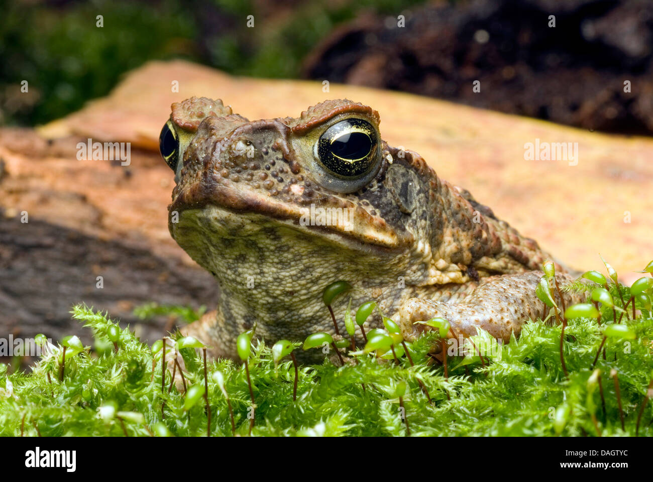 Giant toad, Marine toad, Cane toad, South American Neotropical toad ...