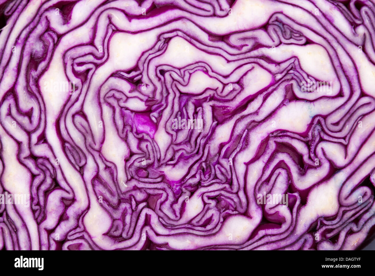 close - up photo of red cabbage Stock Photo - Alamy