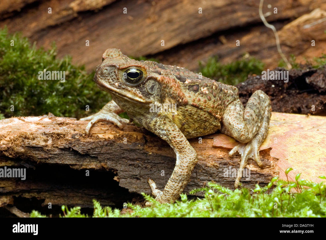 Giant toad, Marine toad, Cane toad, South American Neotropical toad ...