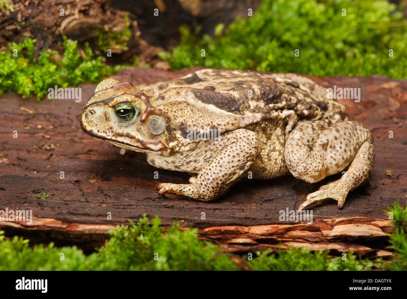 Cururu Toad, Rococo toad, Schneider's Toad (Bufo paracnemis, Bufo ...
