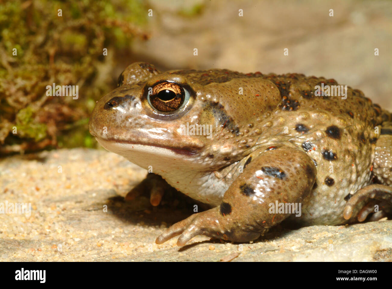 Raddei hi-res stock photography and images - Alamy