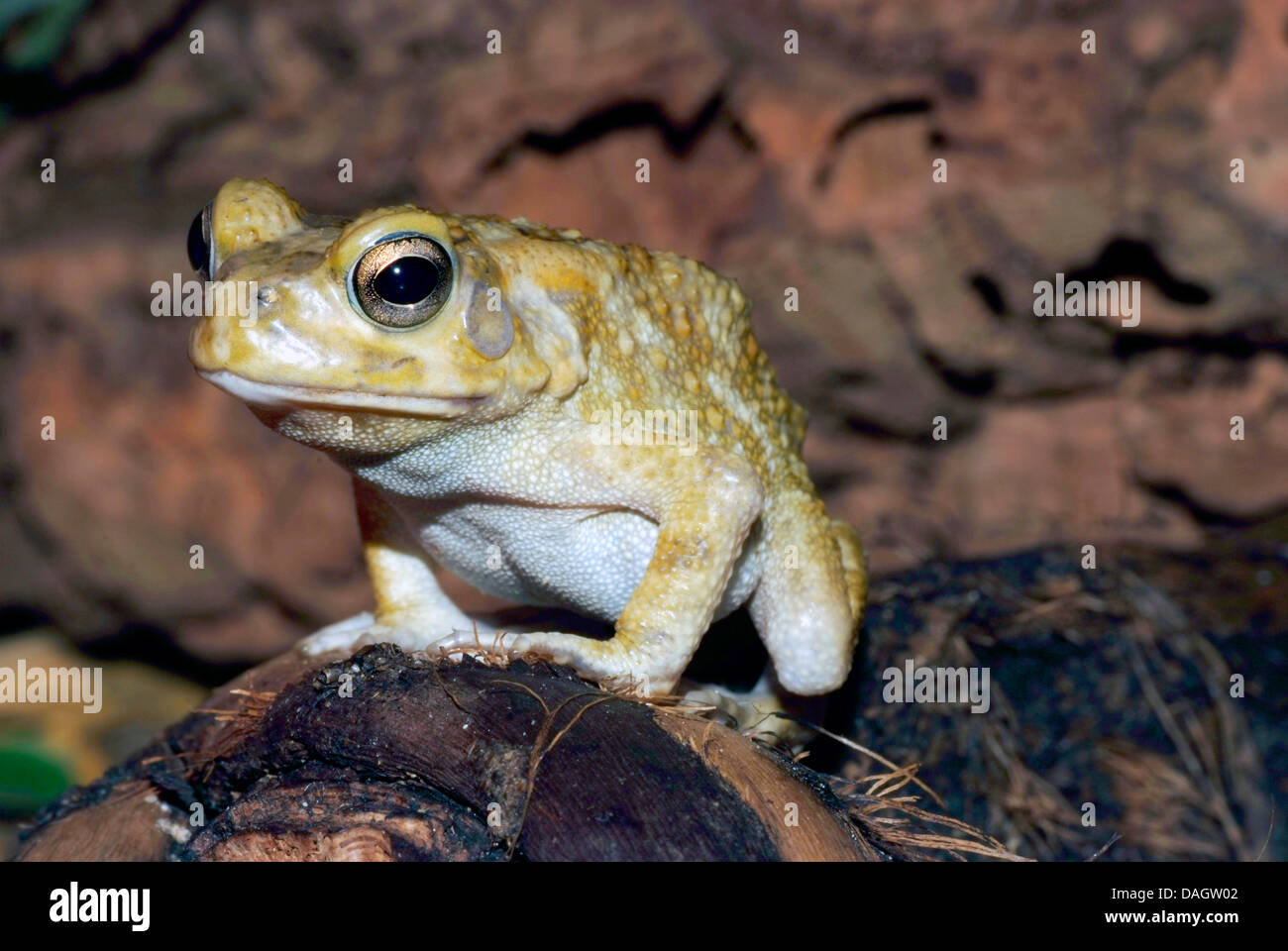 Panther toad, Square-marked Toad (Bufo regularis), in terrarium Stock ...