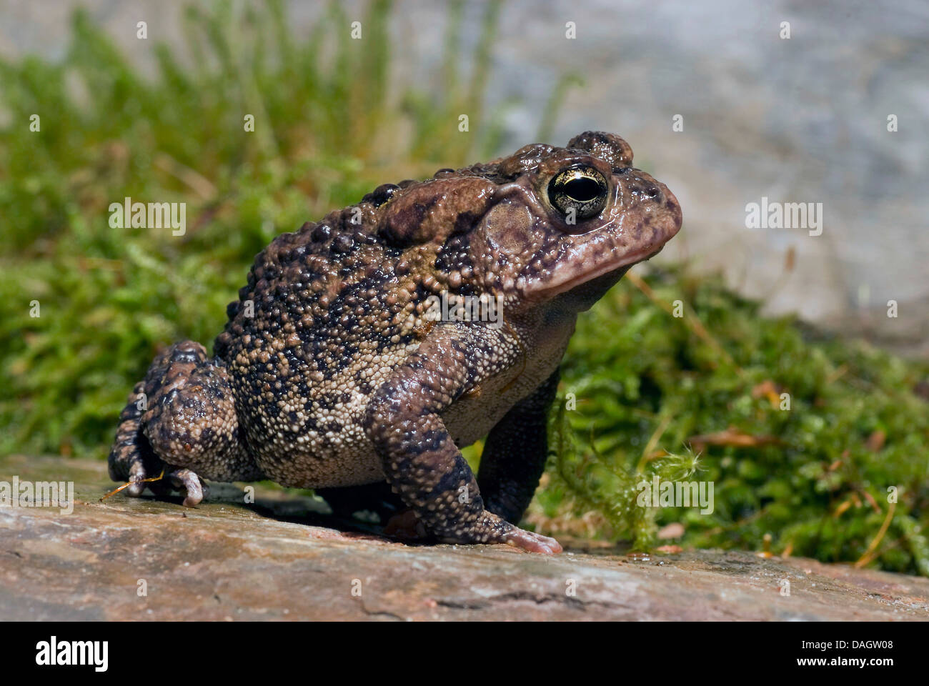 Southern Toad (Bufo terrestris), on a stone Stock Photo - Alamy