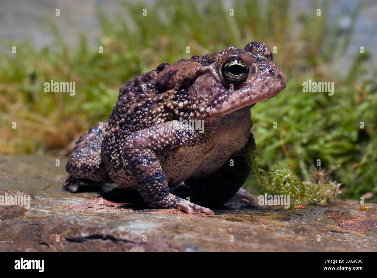 Southern Toad (Bufo terrestris), on a stone Stock Photo - Alamy