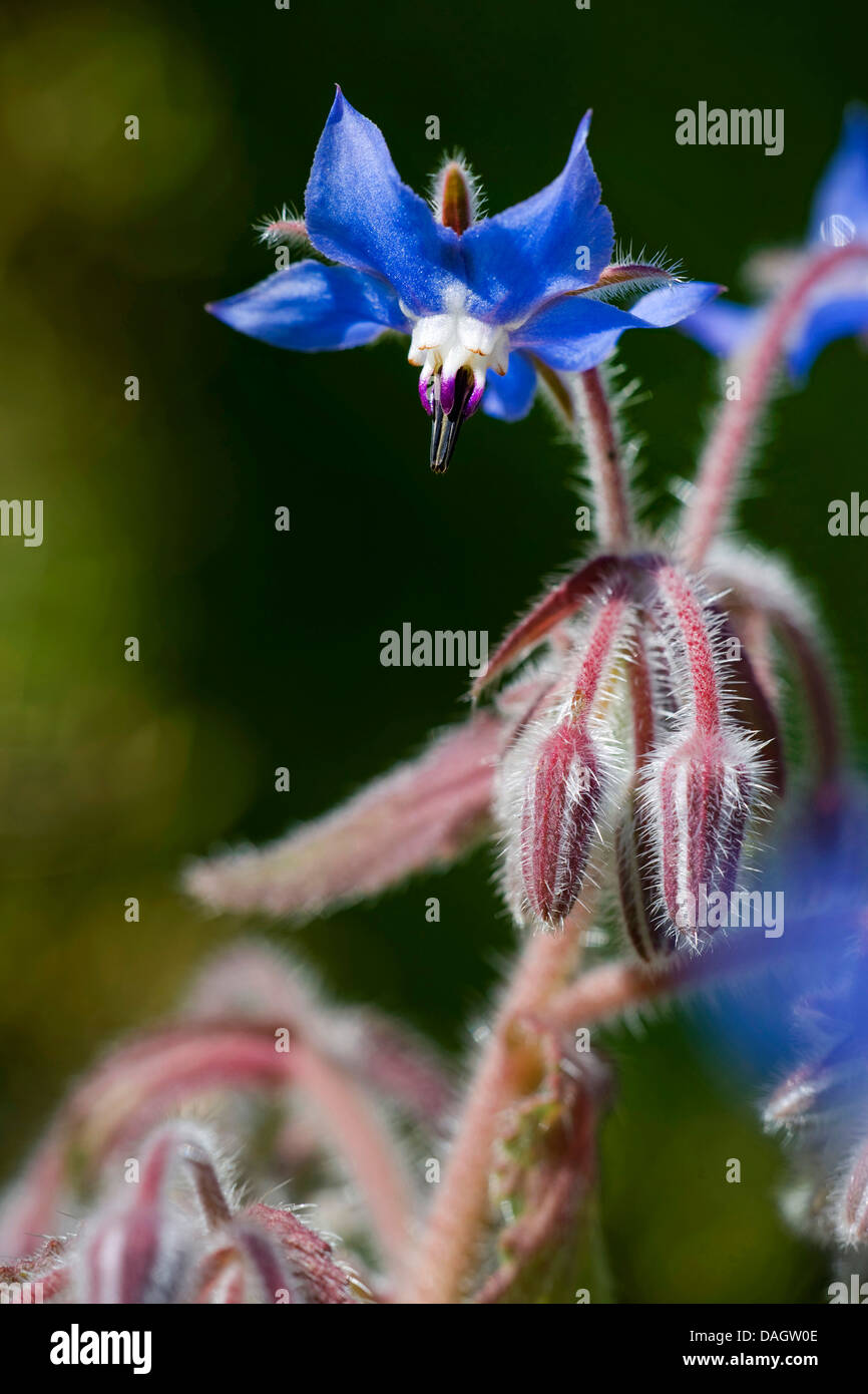 common borage (Borago officinalis), flower and flower buds Stock Photo ...