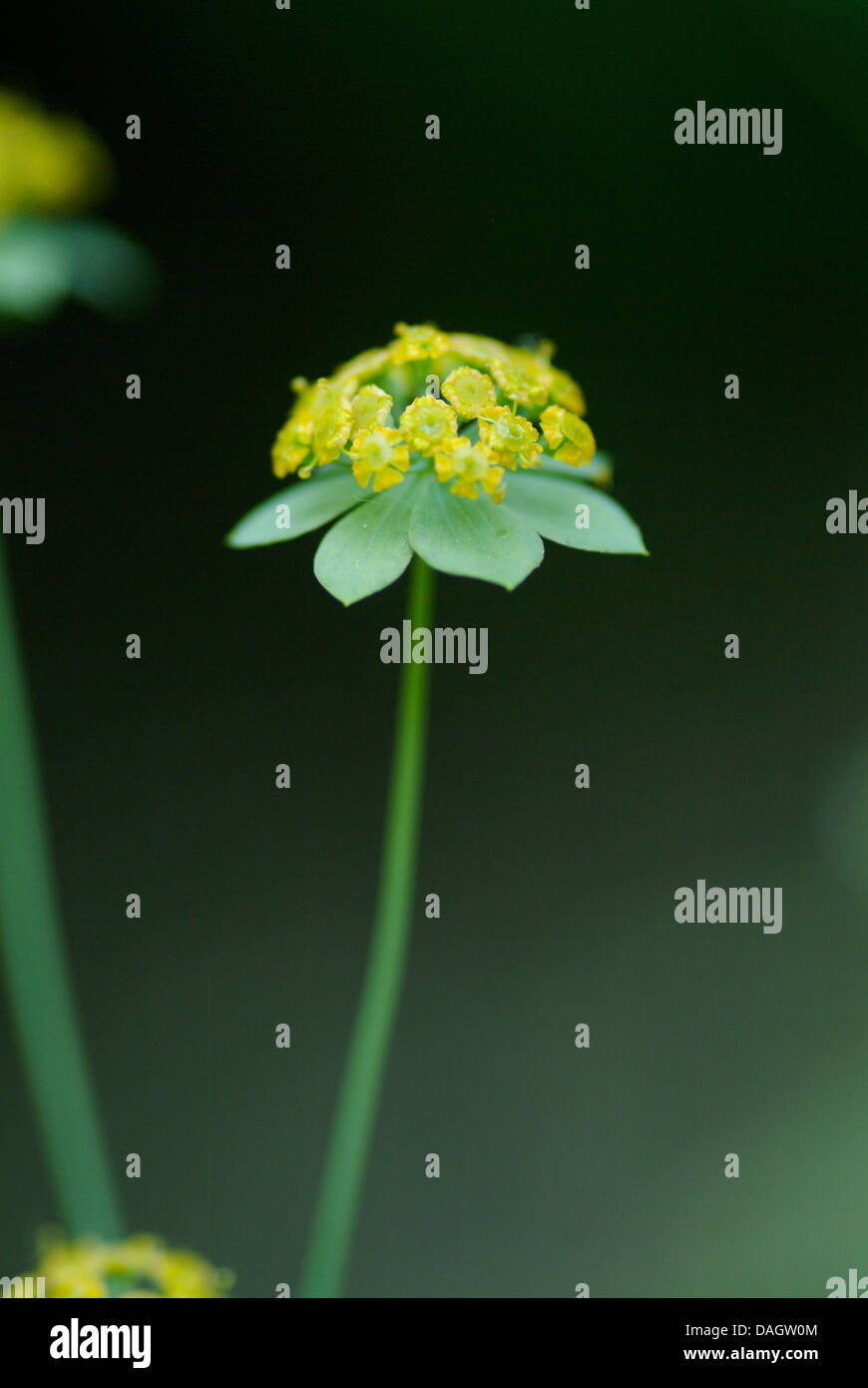 Bupleurum Longifolium High Resolution Stock Photography and Images - Alamy