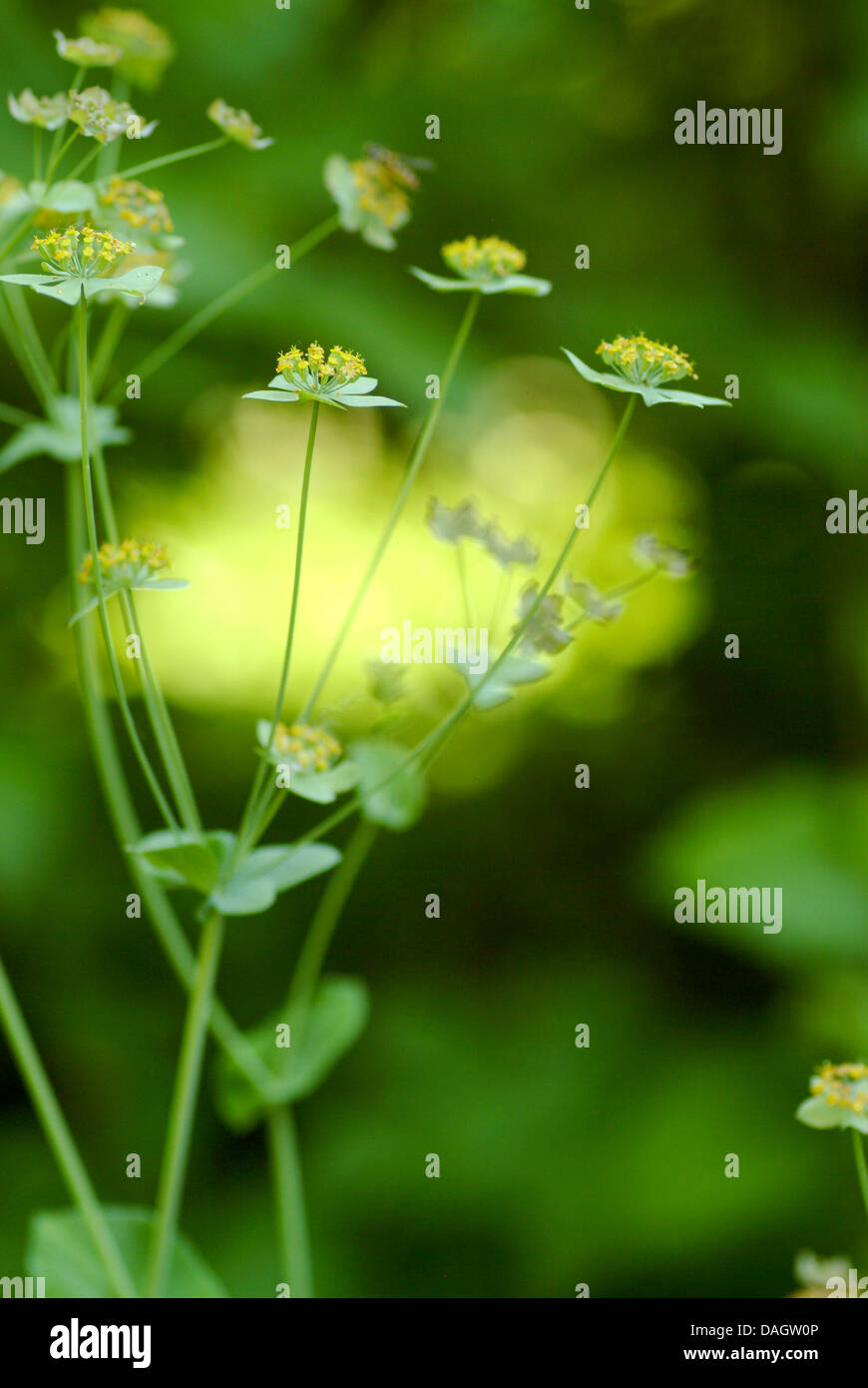 Long-leaved hare's ear (Bupleurum longifolium), blooming, Germany Stock ...