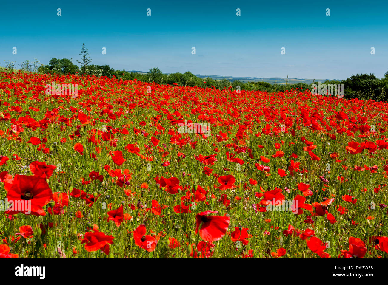 Poppy Field South Downs National Park West Sussex England Stock Photo ...