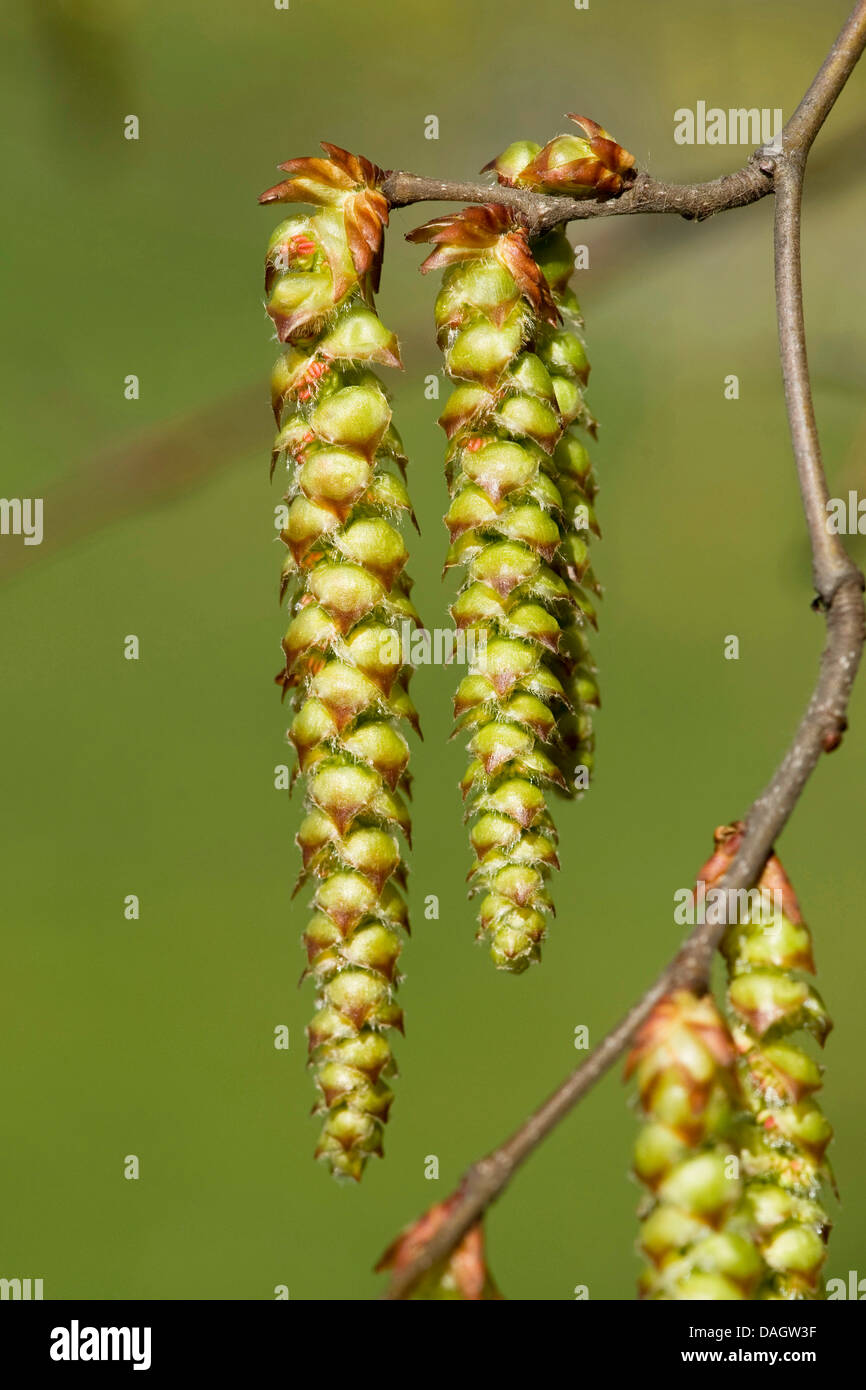 common hornbeam, European hornbeam (Carpinus betulus), branch with male ...