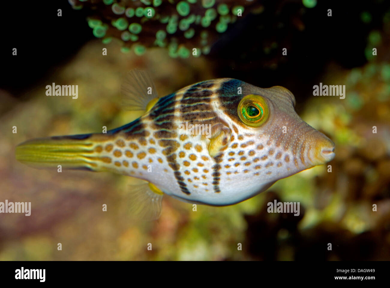 black-saddled puffer (Canthigaster valentini), swimming Stock Photo - Alamy