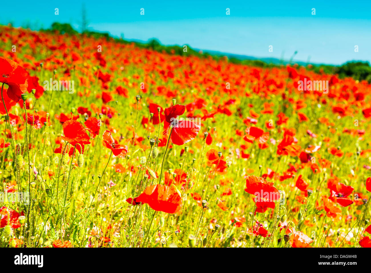 Poppy Field South Downs National Park West Sussex England Stock Photo ...