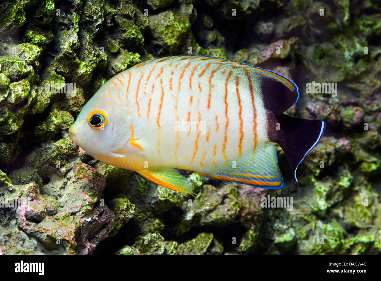 Blacktail angelfish (Centropyge eibli), swimming Stock Photo - Alamy