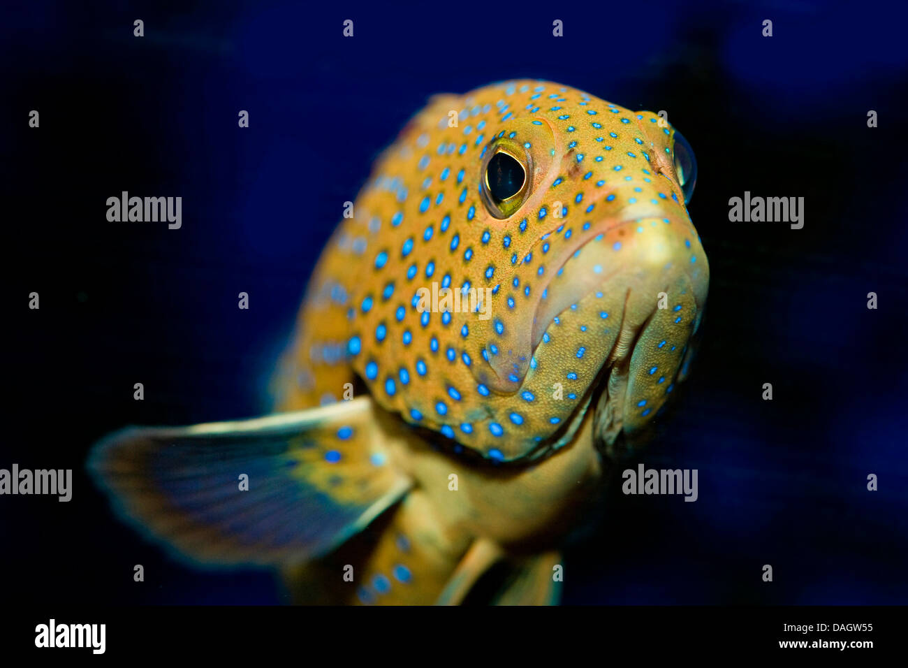 Sea peacock hi-res stock photography and images - Alamy