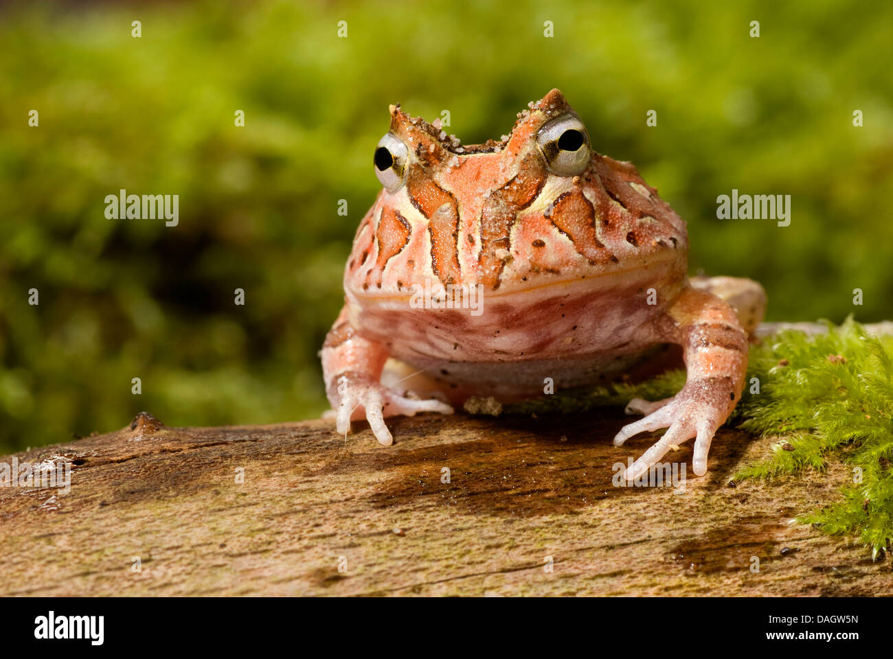 Ceratophrys cornuta hi-res stock photography and images - Alamy