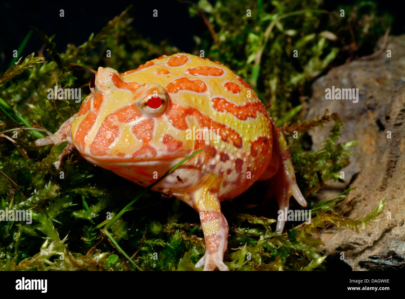 Chacoan horned frog ceratophrys cranwelli hi-res stock photography and ...