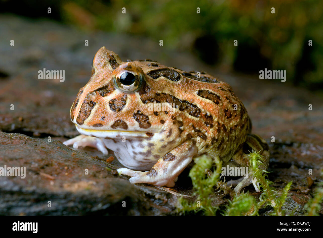 Chacoan horned frog (Ceratophrys cranwelli), on bark Stock Photo - Alamy