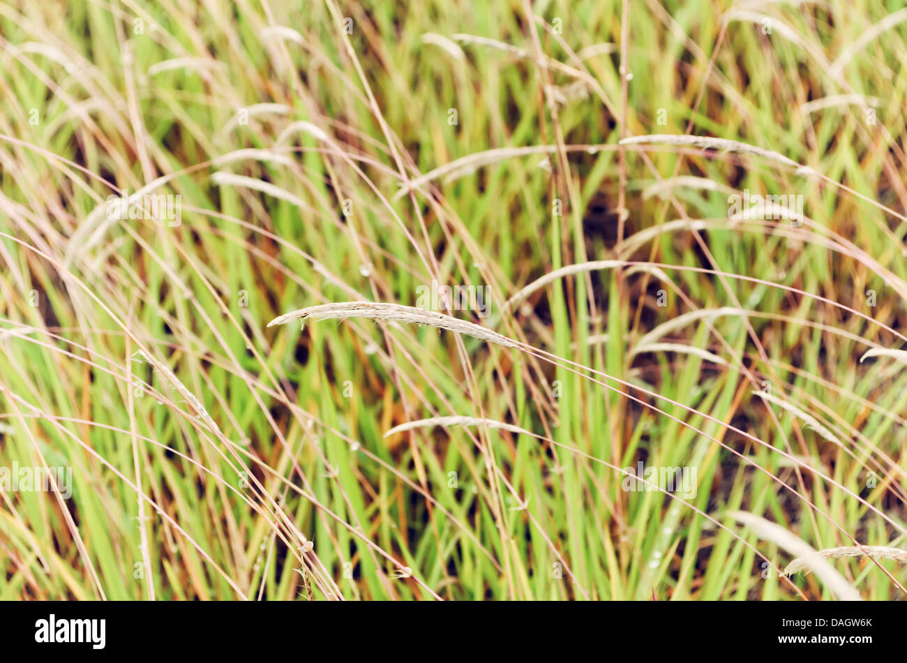 Old film look of fresh green grass Stock Photo - Alamy