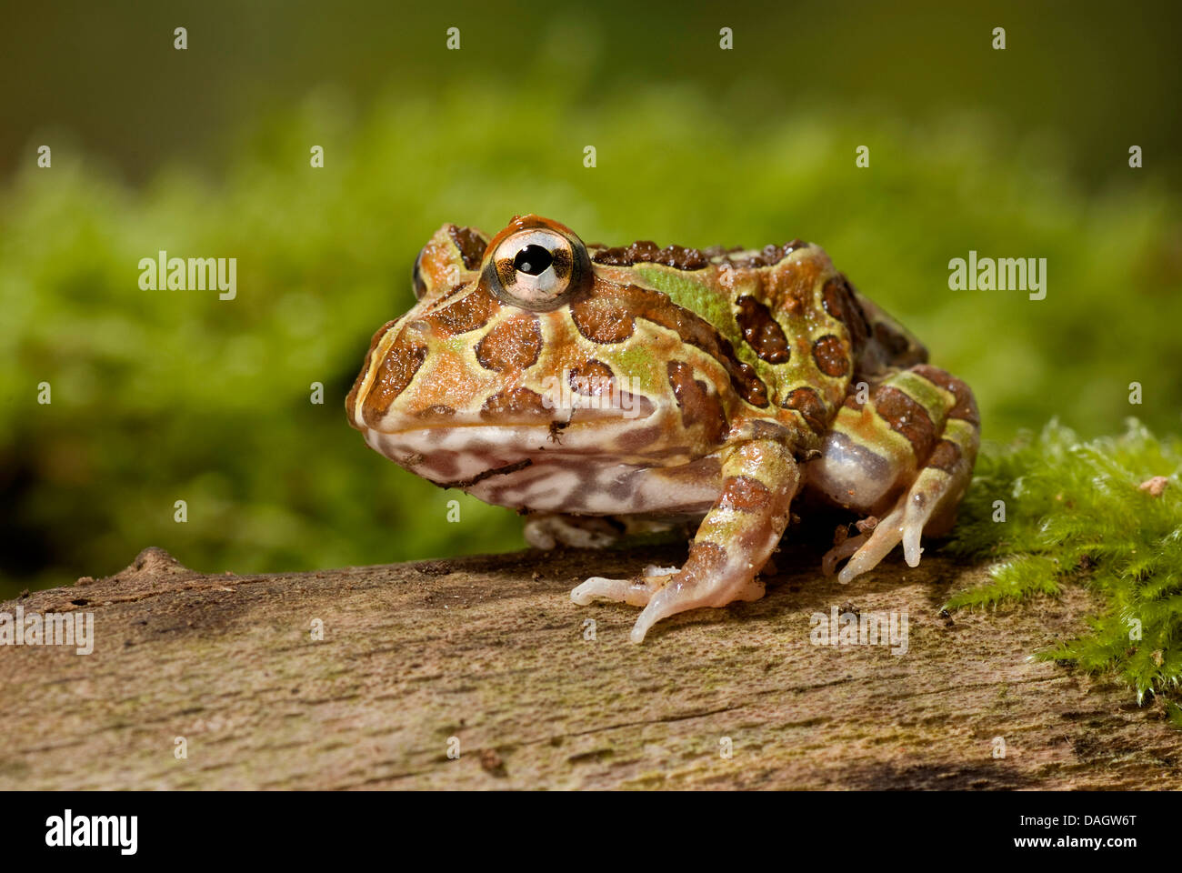 Chacoan horned frog (Ceratophrys cranwelli), on mossy bark Stock Photo ...