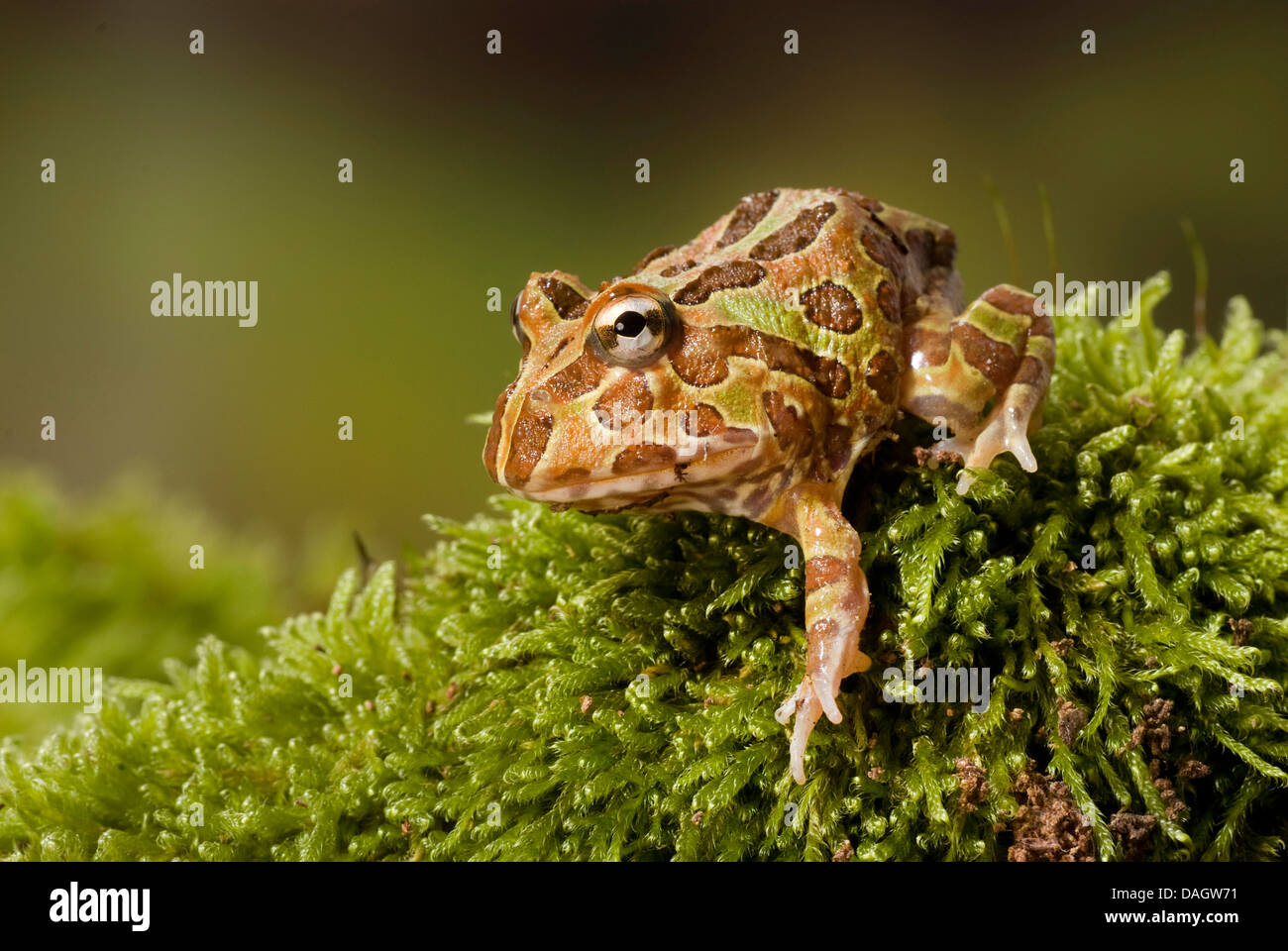 Chacoan horned frog (Ceratophrys cranwelli), on moss Stock Photo - Alamy