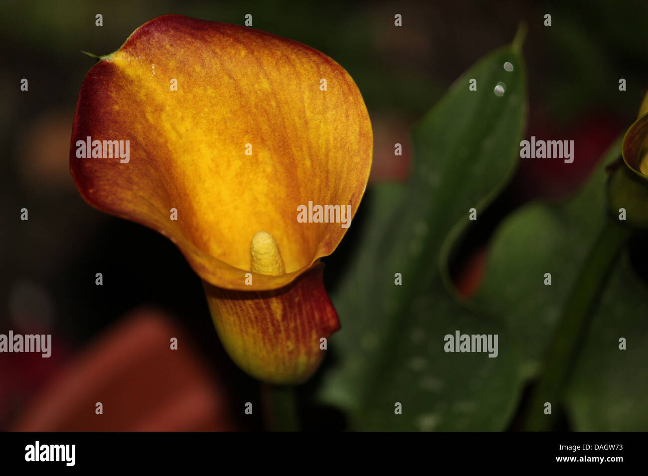 Orange Calla Lilly close up Stock Photo - Alamy