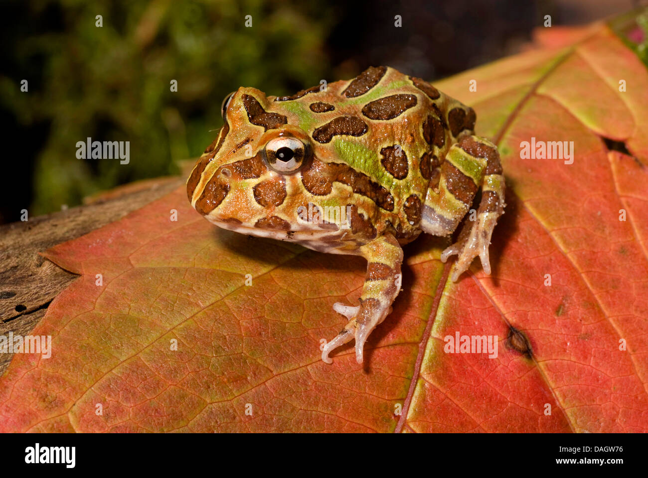 Toad foliage frog hi-res stock photography and images - Alamy