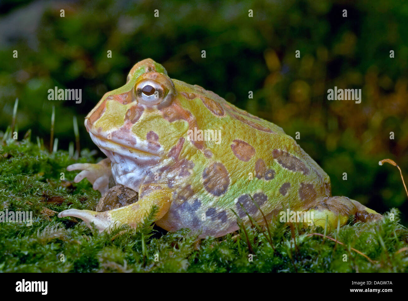 Chacoan horned frog (Ceratophrys cranwelli), on moss Stock Photo - Alamy