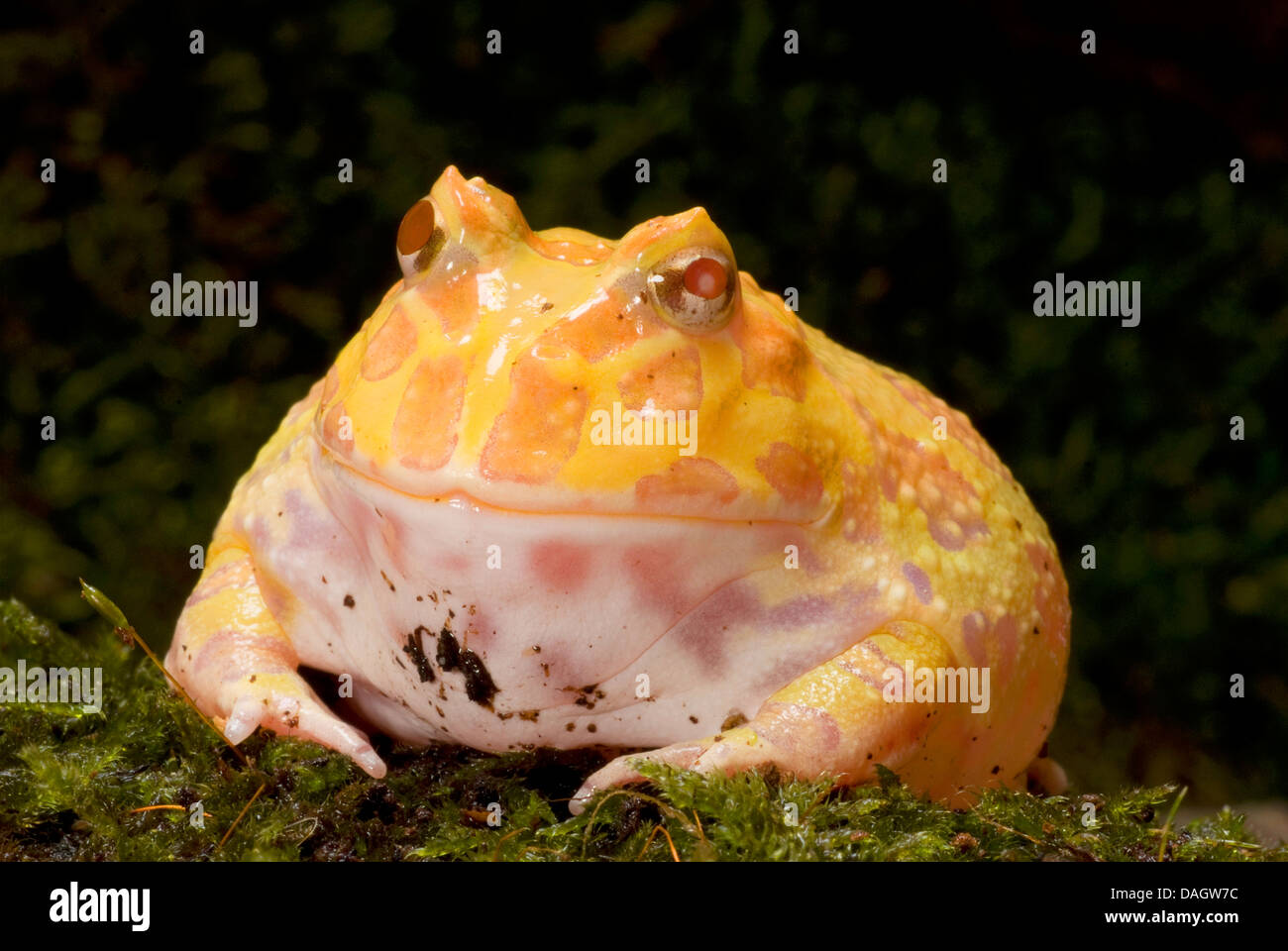 Chacoan horned frog (Ceratophrys cranwelli), breed apricot Stock Photo ...
