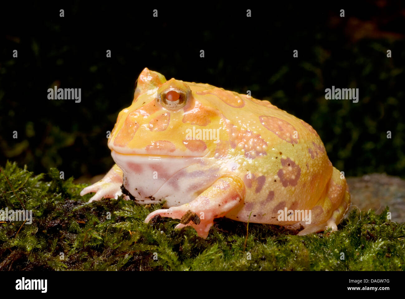 Chacoan horned frog (Ceratophrys cranwelli), breed apricot Stock Photo ...