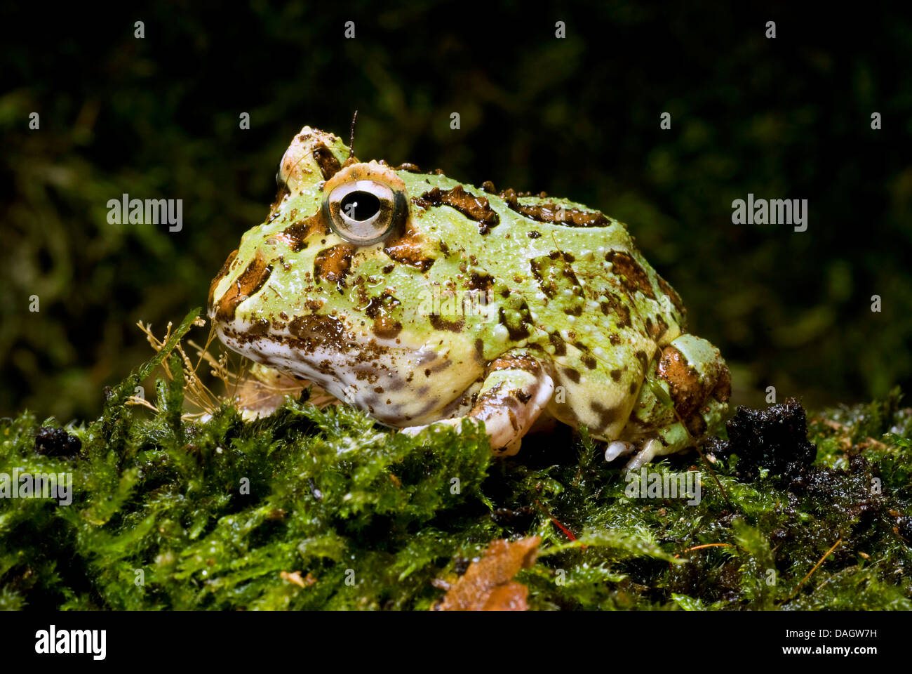Japanese Pacman Frogs