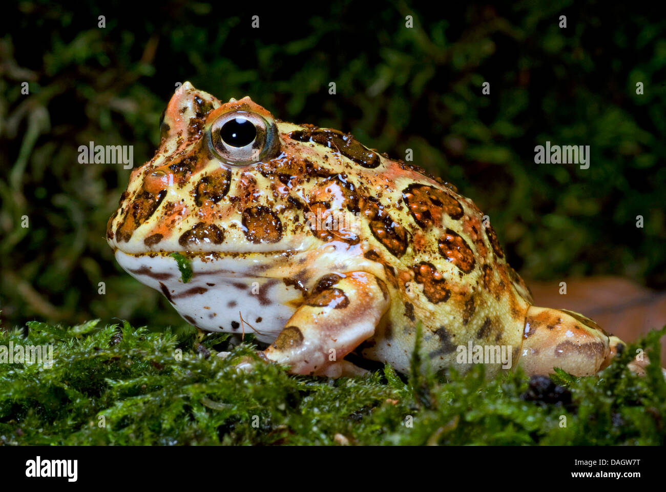 Chacoan horned frog (Ceratophrys cranwelli), breed Lime & Pink Stock ...