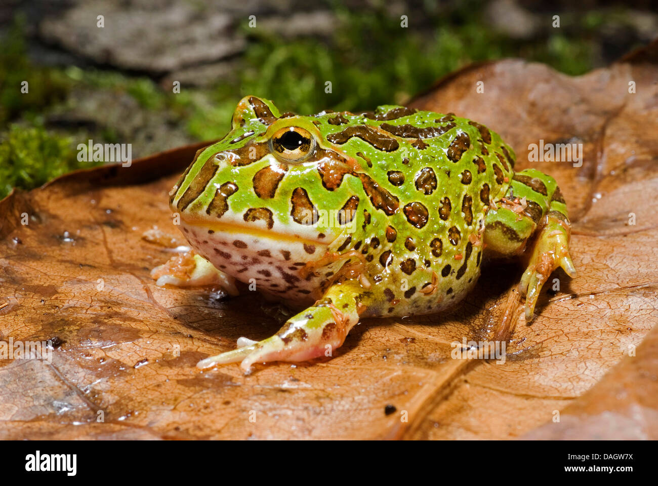 argentine horned frog, pacman frog, nightcrawler, night crawler, ornate ...