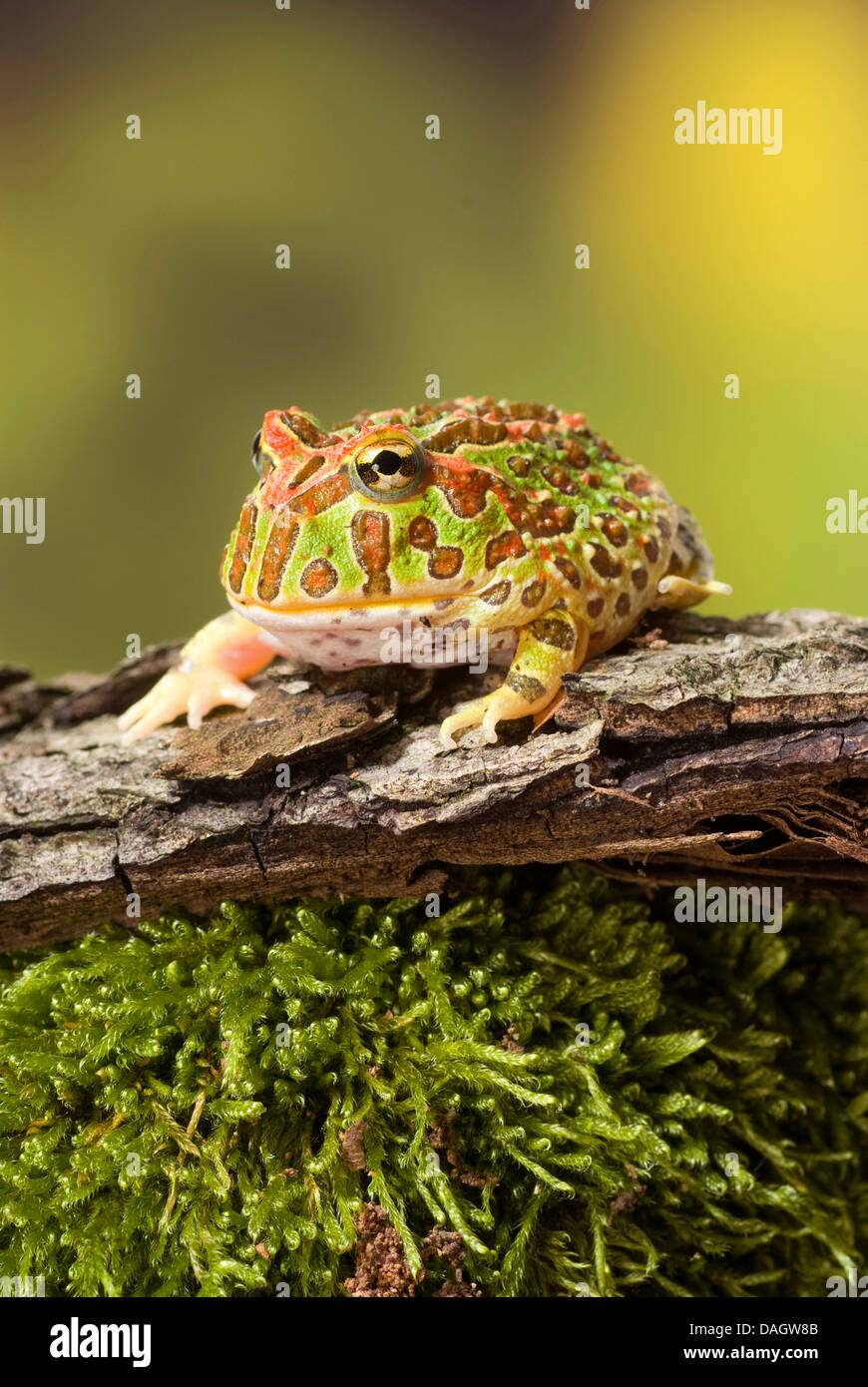 Night crawlers hi-res stock photography and images - Alamy