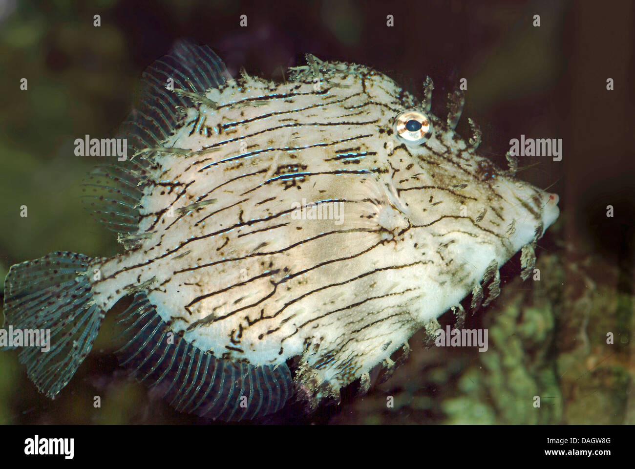 Leatherjacket fish hi-res stock photography and images - Alamy
