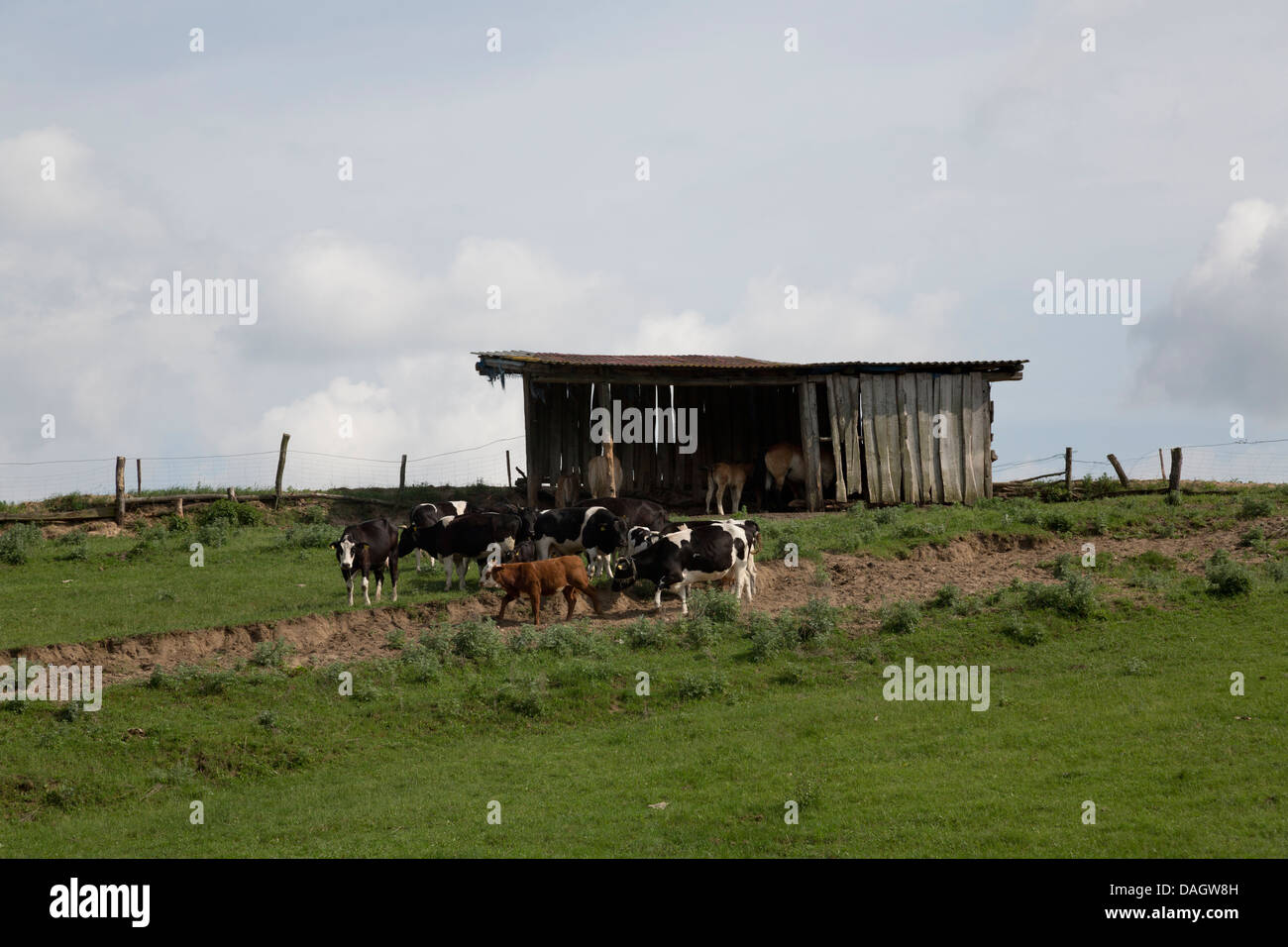 Hierba colina hi-res stock photography and images - Alamy