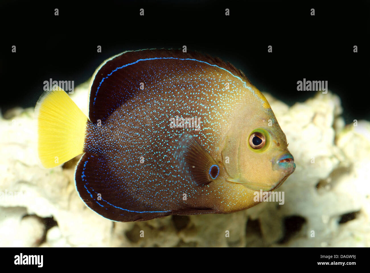 Chaetodontoplus caeruleopunctatus hi-res stock photography and images ...