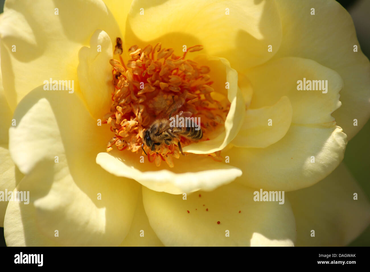bee in yellow rose close up Stock Photo - Alamy