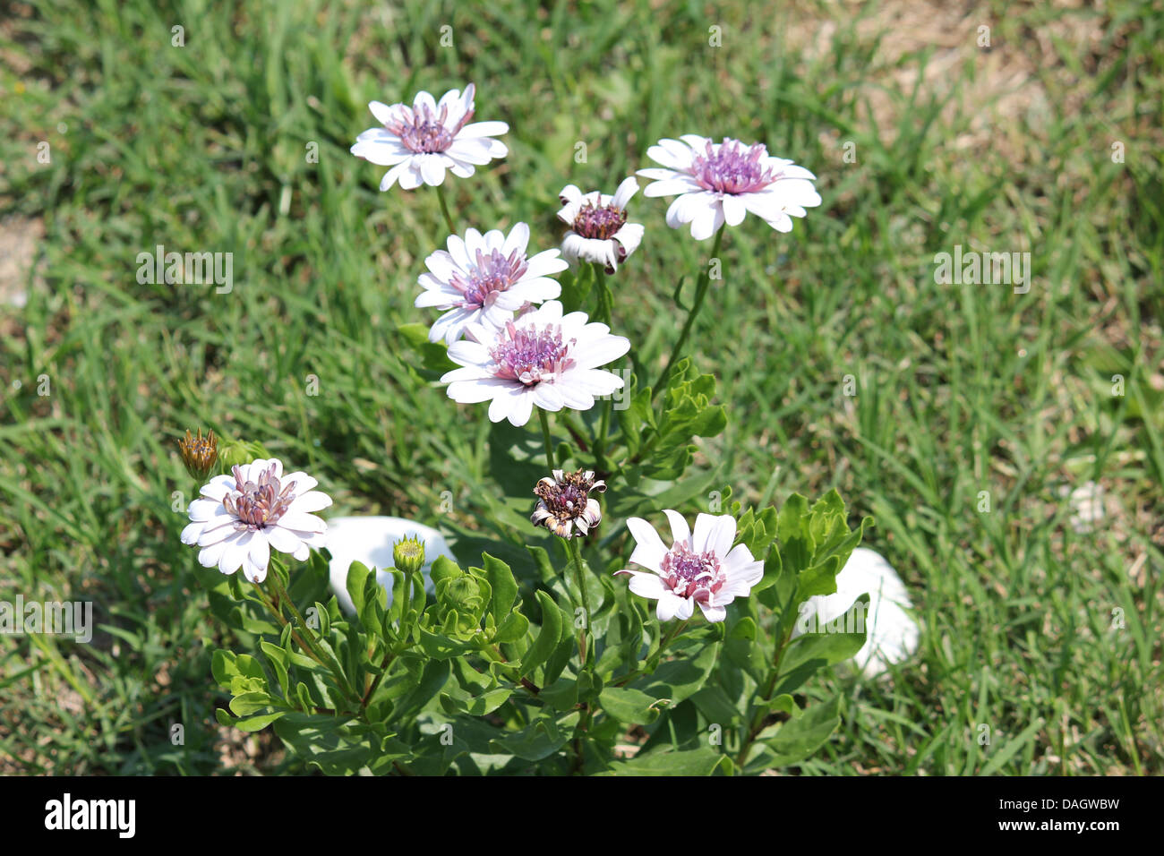 white dimorphotheca bloom Stock Photo - Alamy