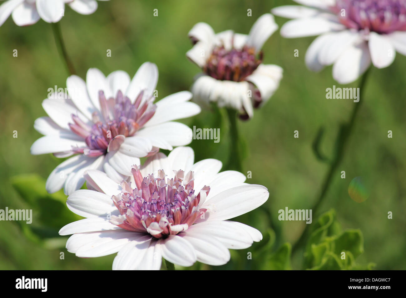 Dimorphotheca flower hi-res stock photography and images - Alamy