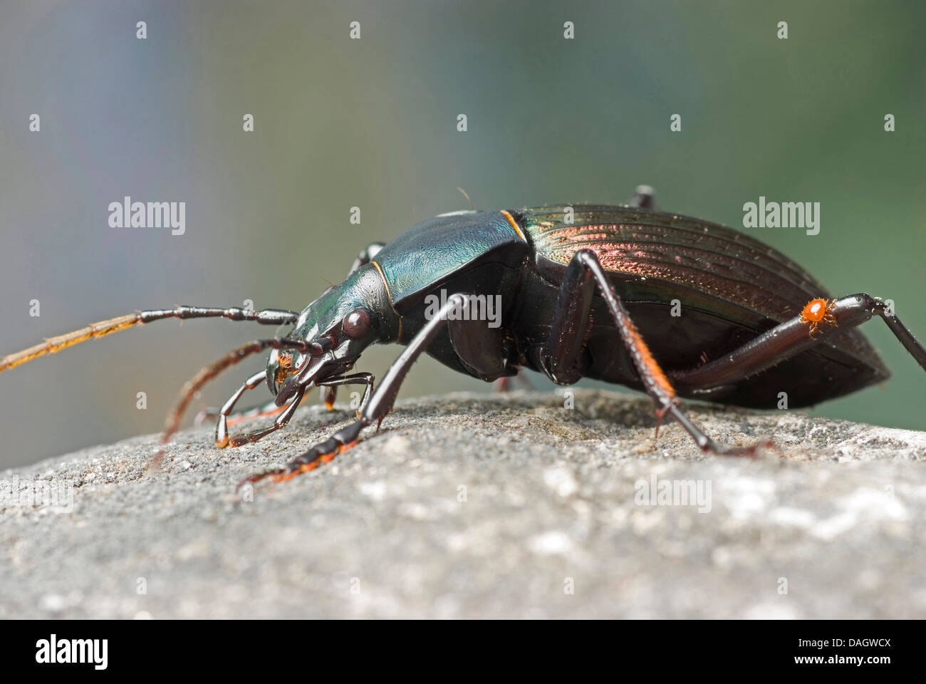 Running Beetle (Coptolabrus smaragdinus monilifer), on a stone Stock ...