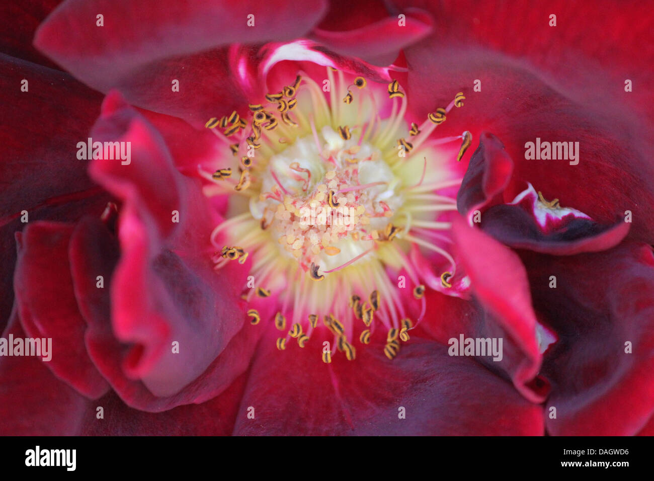 red rose macro shot Stock Photo - Alamy