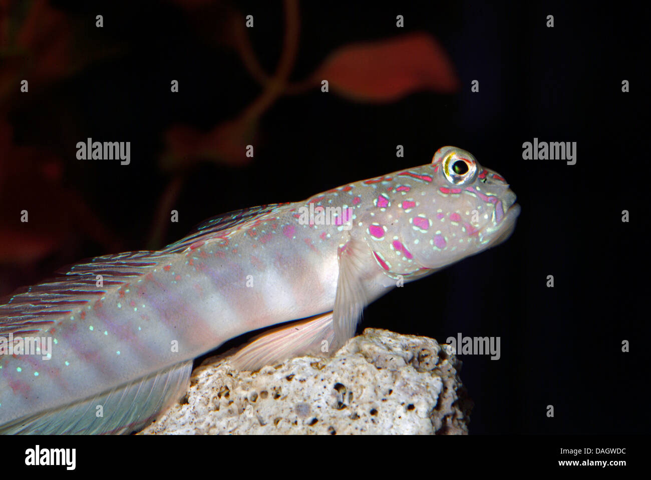 Leptocephalus hi-res stock photography and images - Alamy