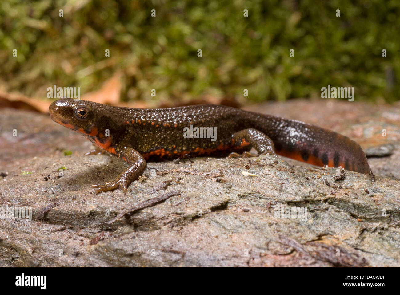 Swordtail newt, Sword-tailed newt, Japanese Sword-Tailed Newt, Okinawa ...