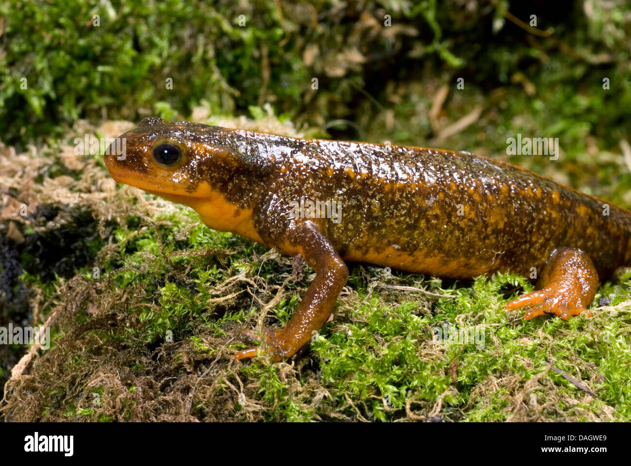 Swordtail newt, Sword-tailed newt, Japanese Sword-Tailed Newt, Okinawa ...